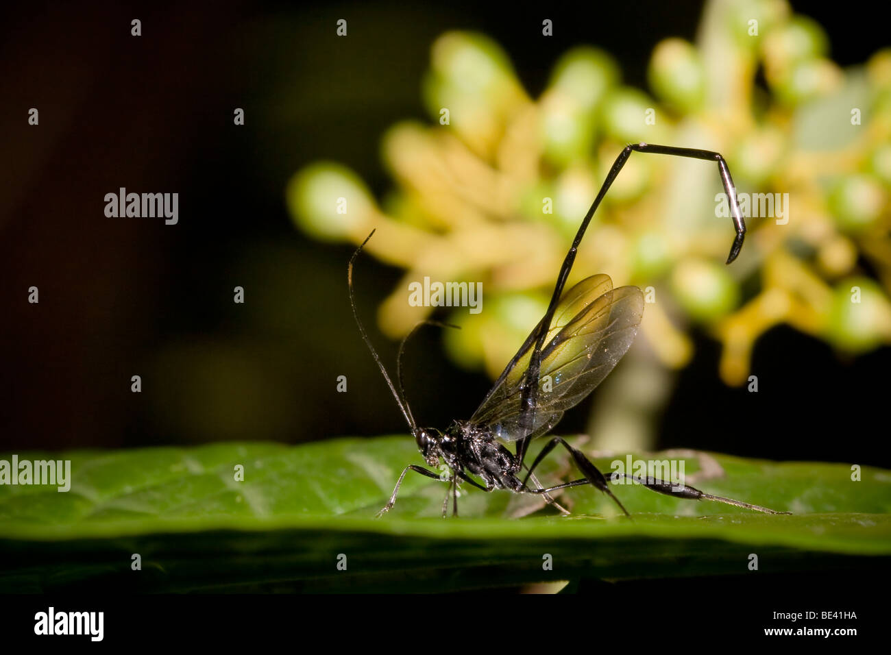A parasitoidal pelecinid wasp (Pelecinus polyturator) pausing on a leaf ...