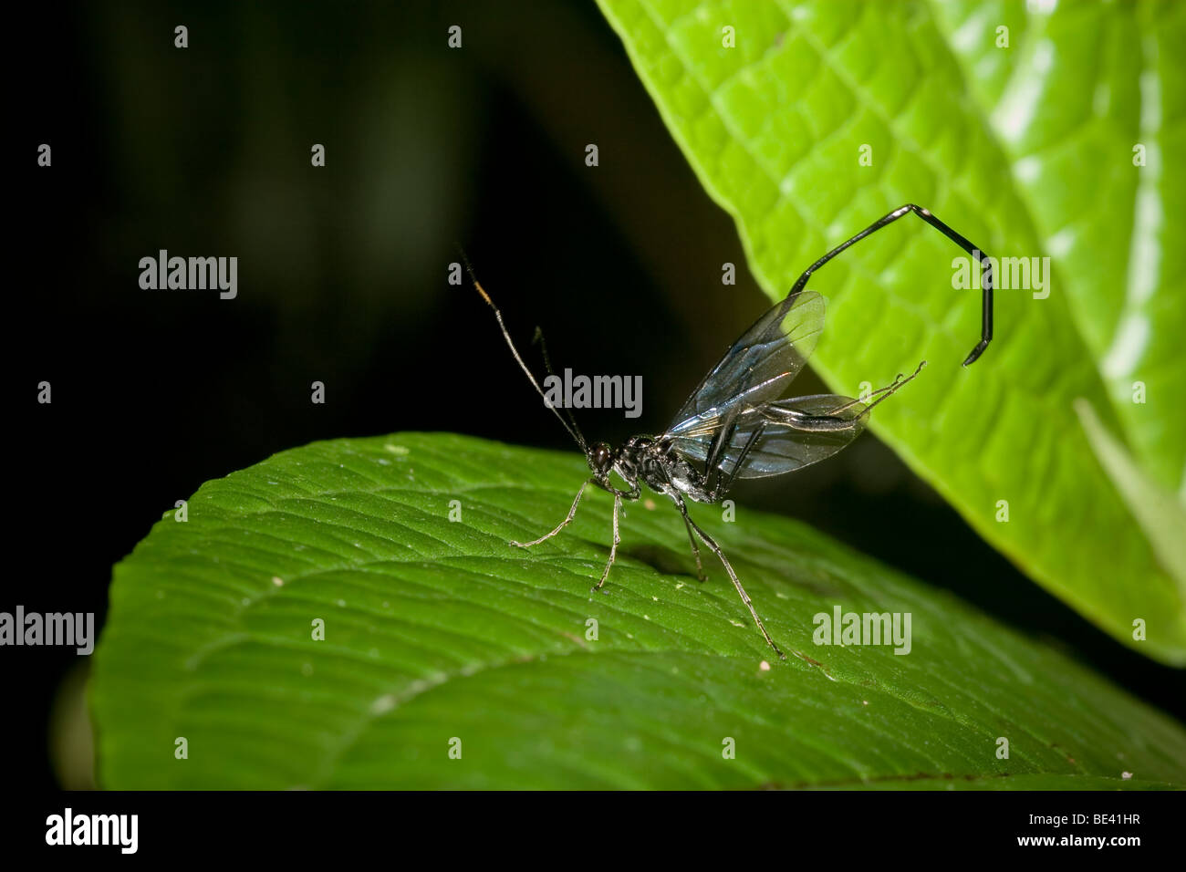 A parasitoidal pelecinid wasp (Pelecinus polyturator) pausing on a leaf ...
