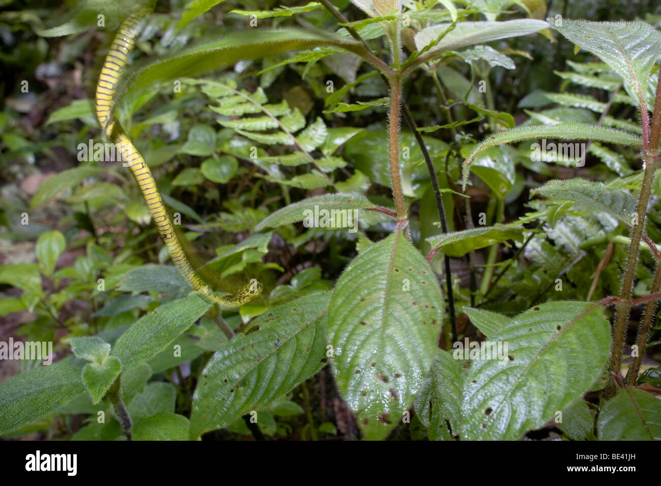 Juvenile black speckled palm pitviper hi-res stock photography and ...