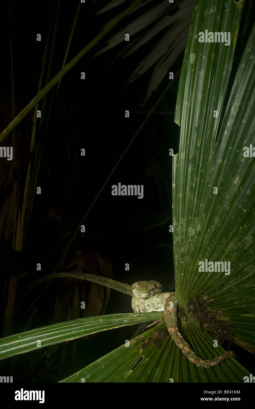 Eyelash pit viper, Bothriechis schlegelii; a highly venomous arboreal ...
