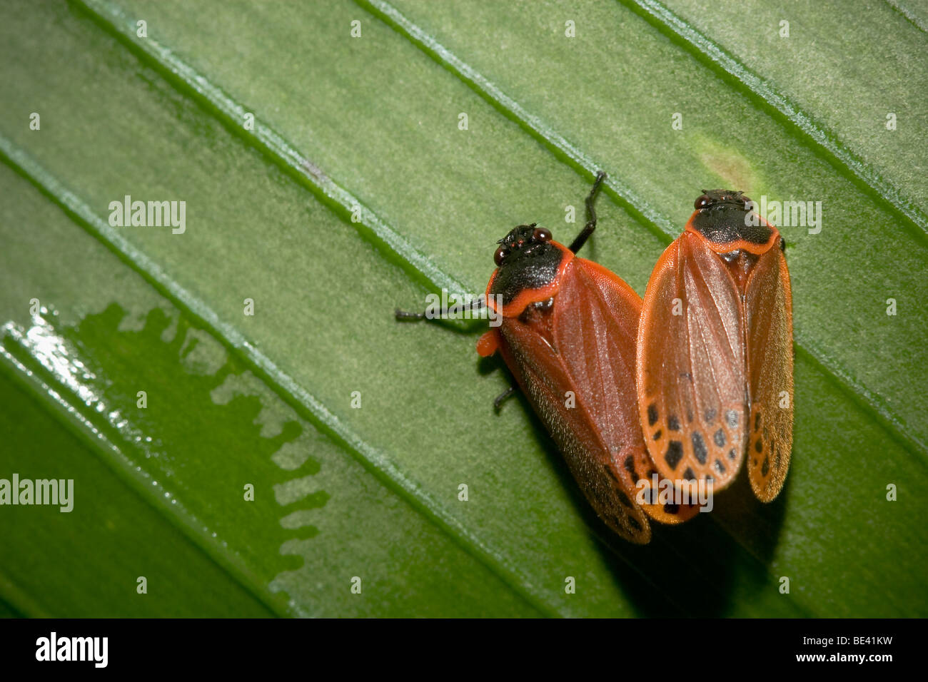 Pair of tropical froghoppers mating. Order Hemiptera, family Cercopidae ...