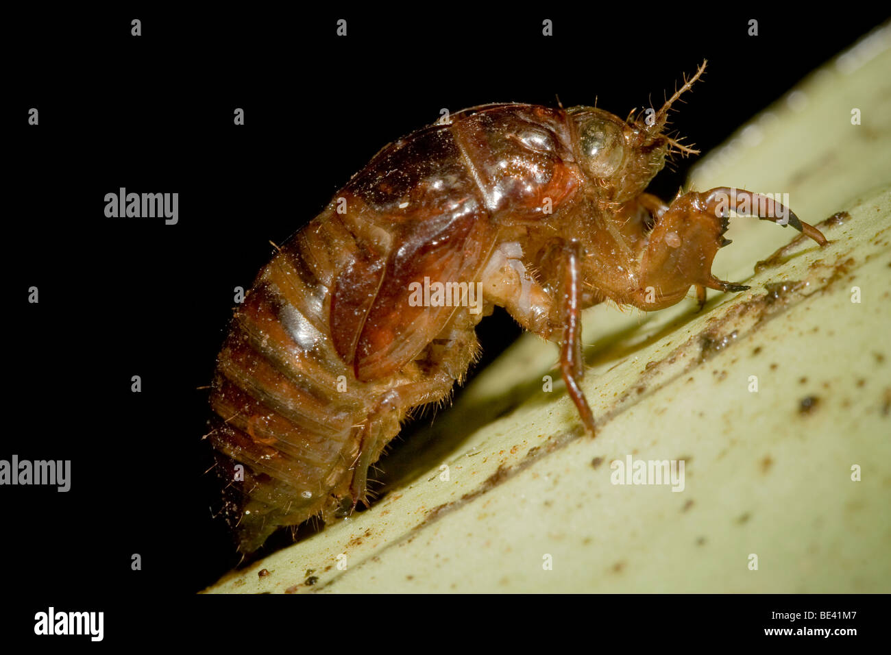 Family cicadidae hi-res stock photography and images - Alamy