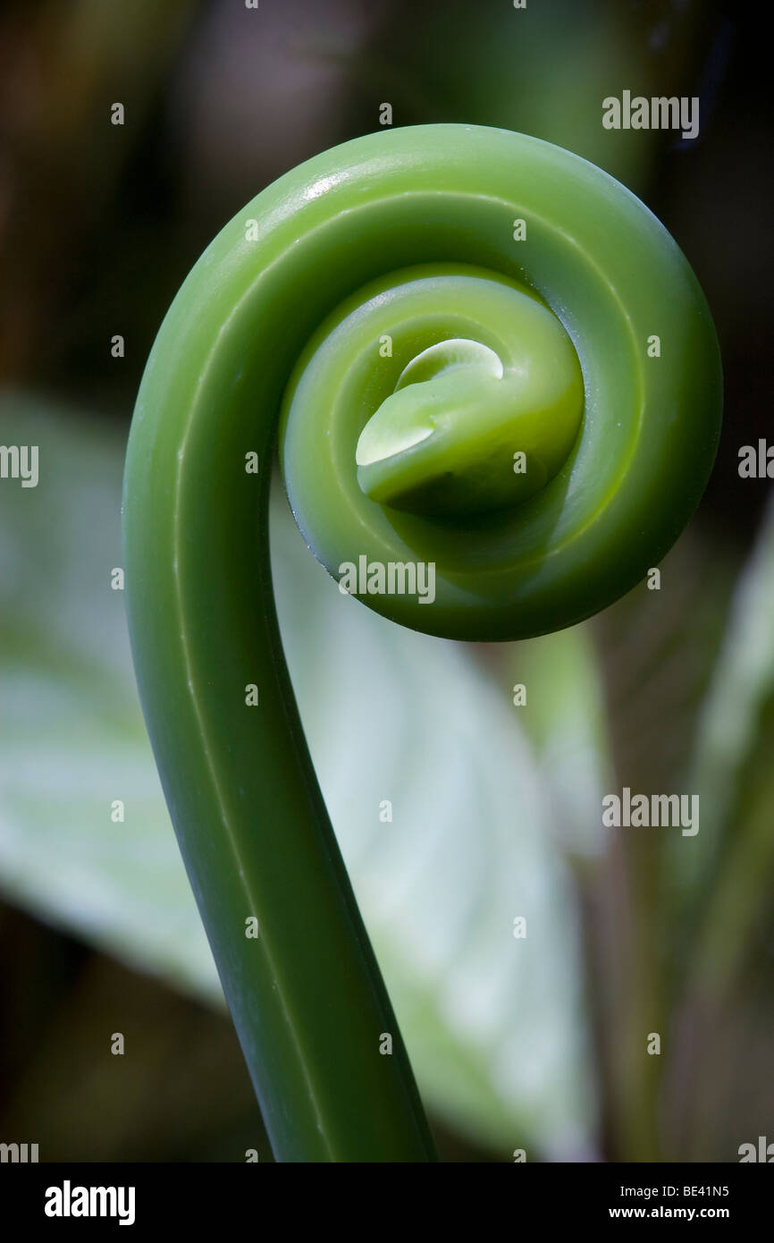 Unfurling fern fiddlehead in the mountain rainforests of Panama Stock ...