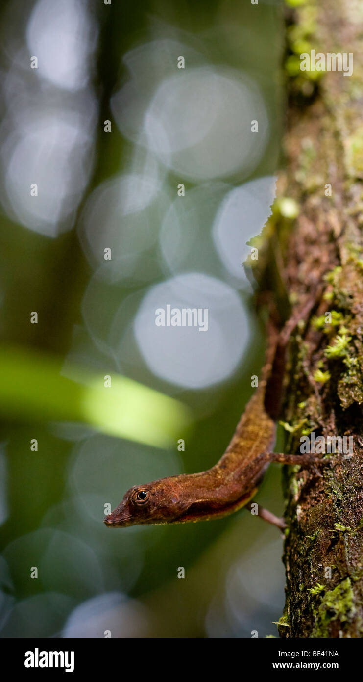 Golfo dulce anole norops hi-res stock photography and images - Alamy