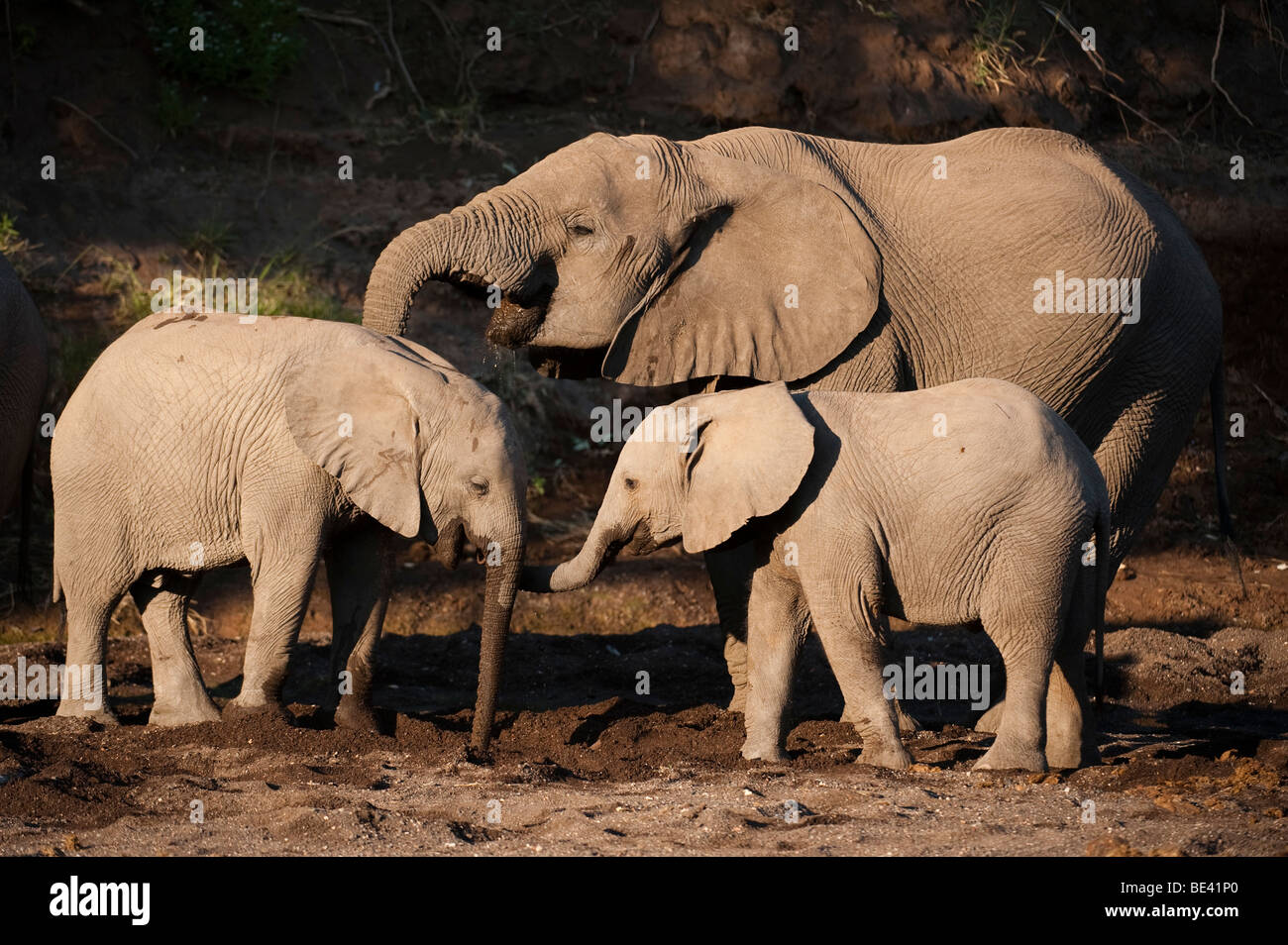 African elephant ( Loxodonta africana africana), Tuli Block, Botswana ...