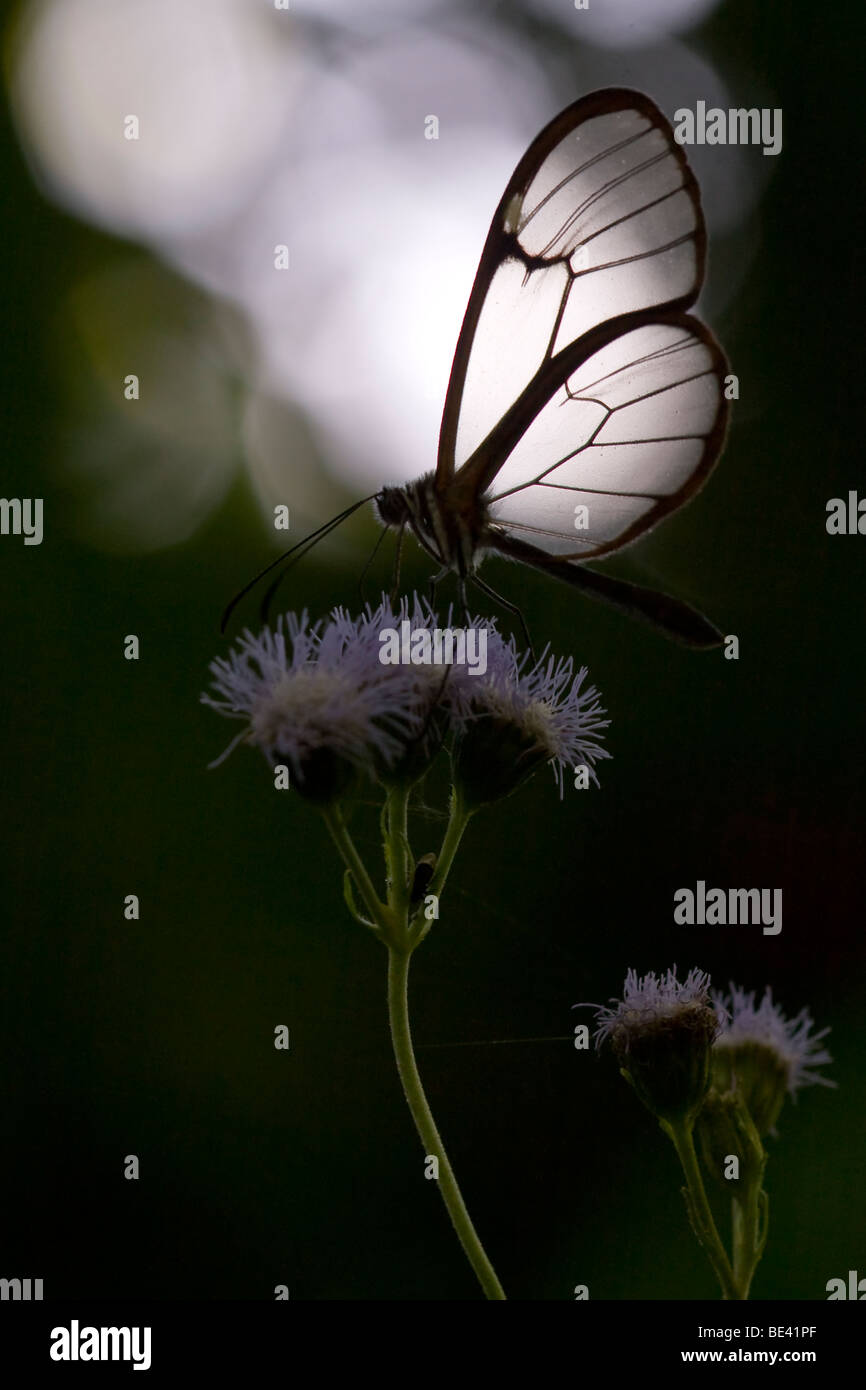 Sunlight through butterfly hi-res stock photography and images - Alamy