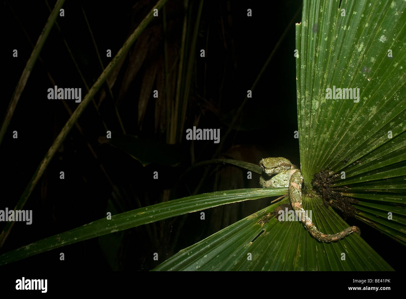 Eyelash pit viper, Bothriechis schlegelii; a highly venomous arboreal ...