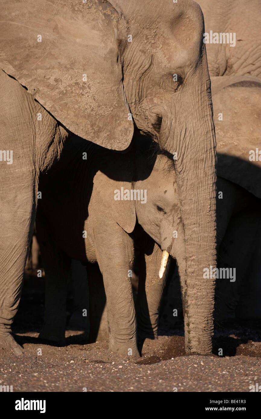 Baby African elephant ( Loxodonta africana africana), Tuli Block ...