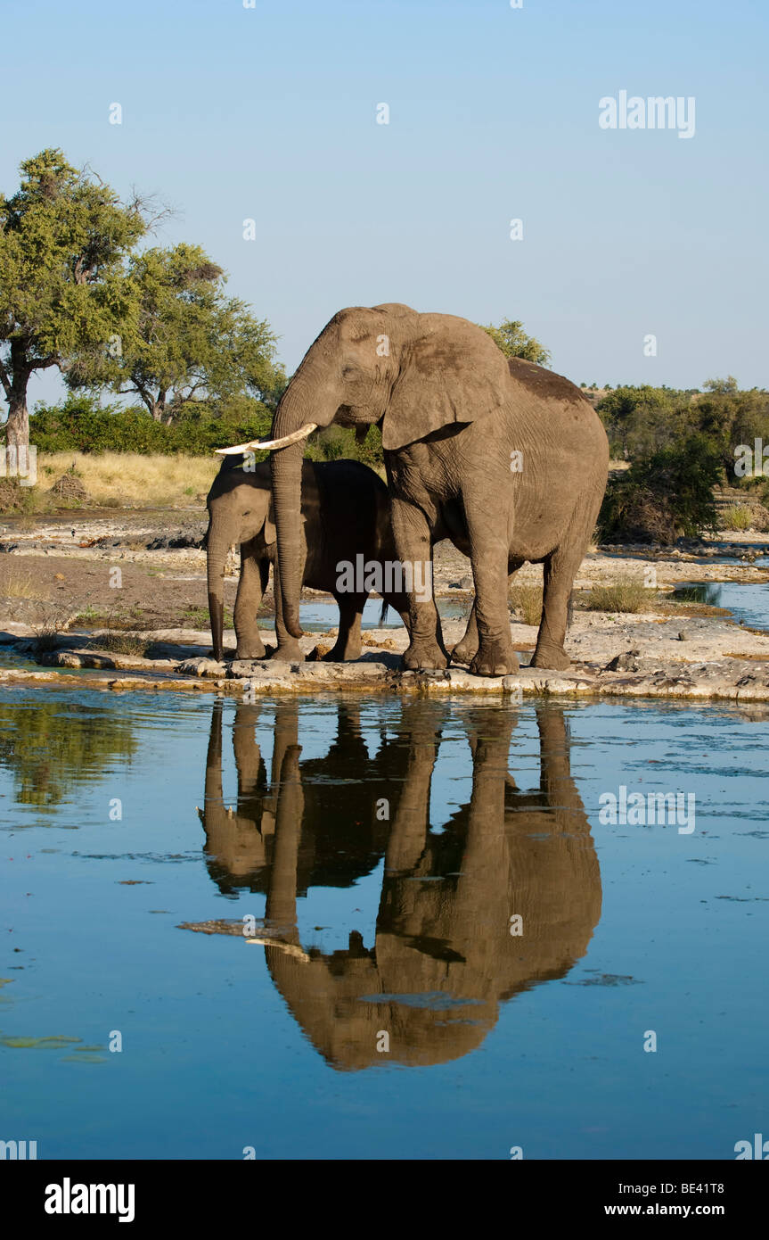 African elephant ( Loxodonta africana africana), Tuli Block, Botswana ...