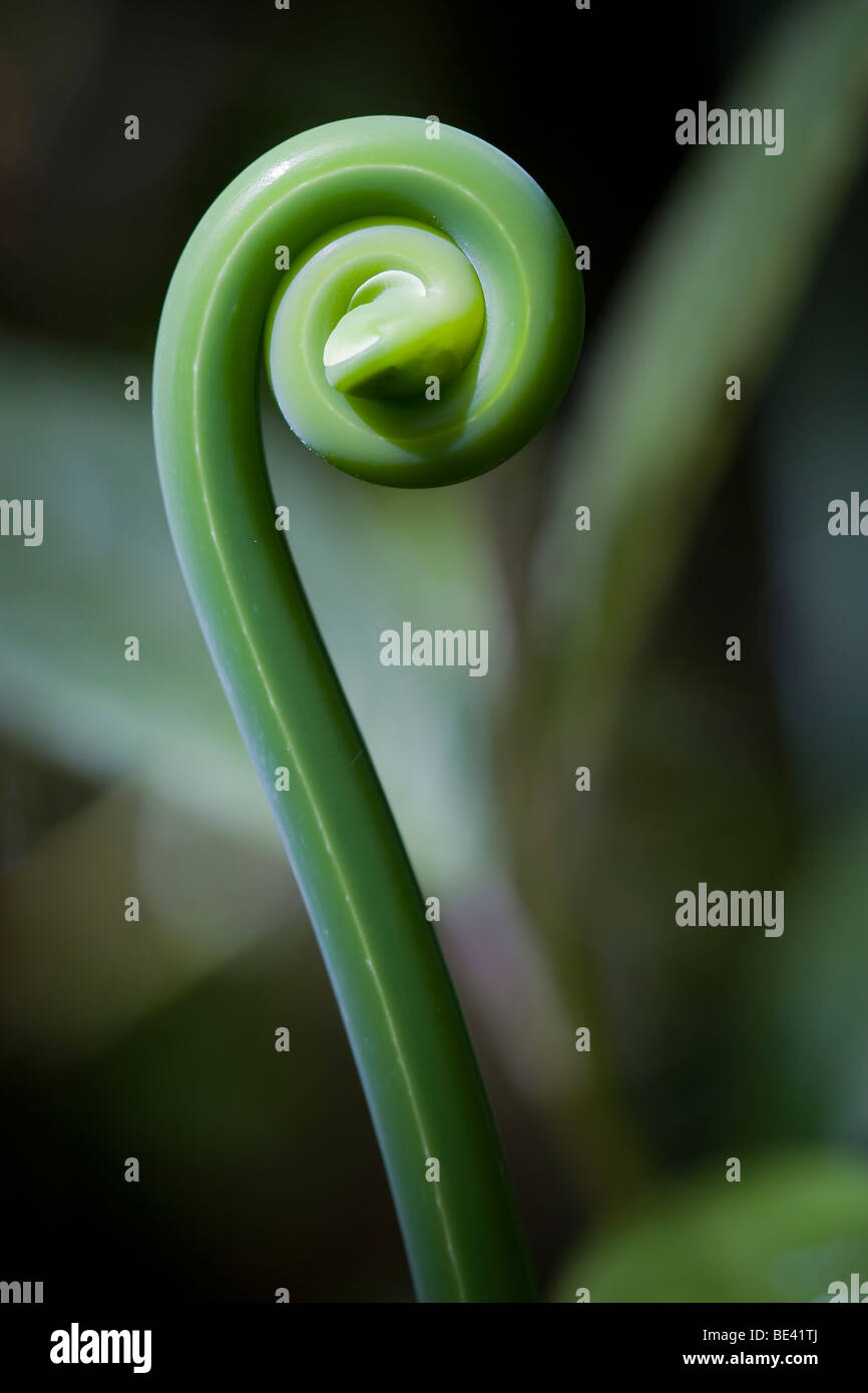 Unfurling fern fiddlehead in the mountain rainforests of Panama Stock ...
