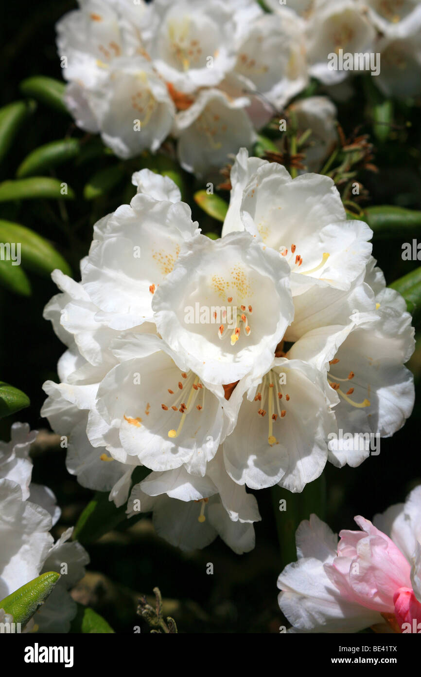 White rhododendron hi-res stock photography and images - Alamy