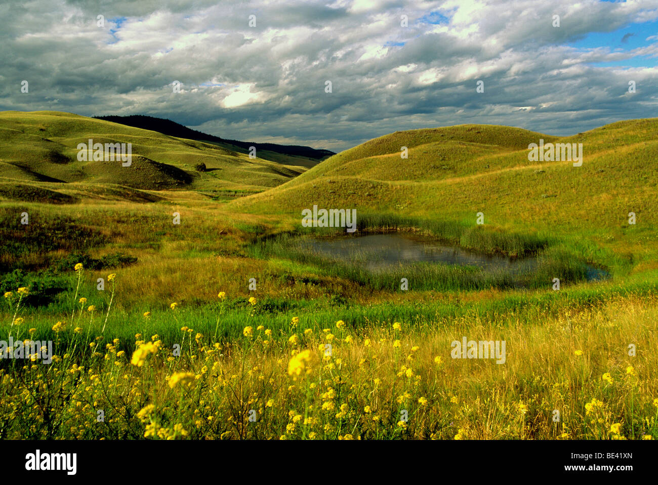 Upper Grassland, Lac du Bois Grasslands Park, near Kamloops, Thompson ...