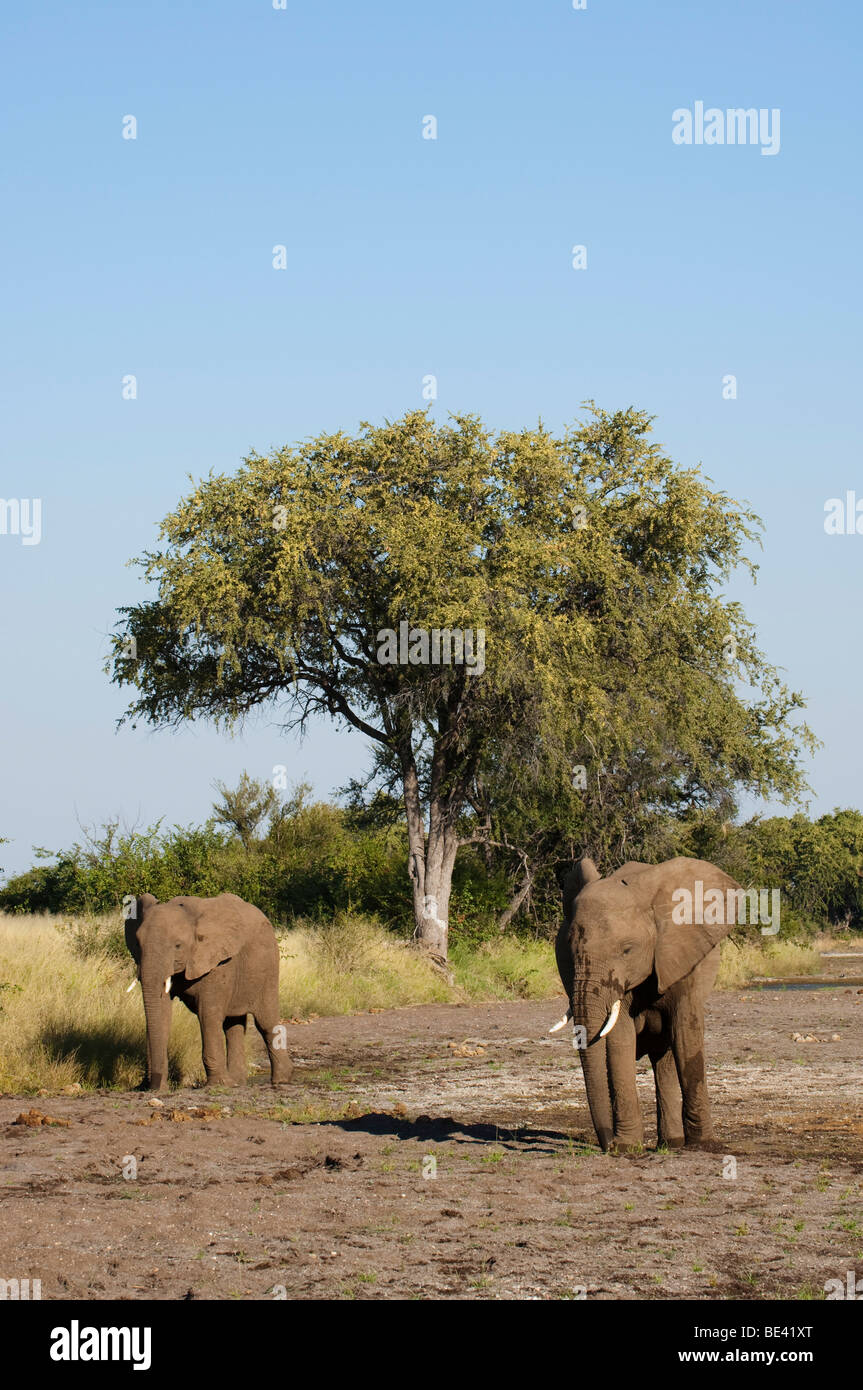 African elephant ( Loxodonta africana africana), Tuli Block, Botswana ...