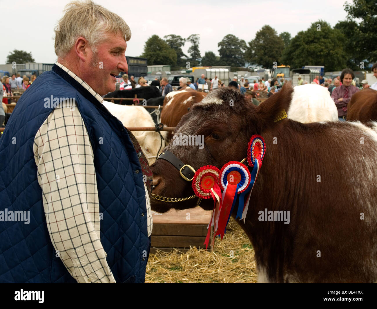 Cow with rosettes hi-res stock photography and images - Alamy