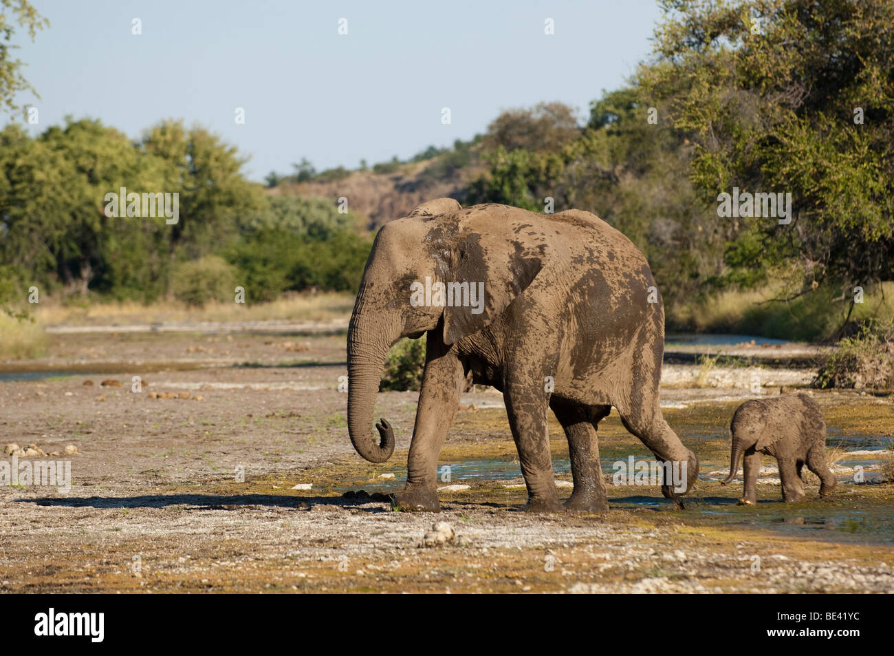 African elephant ( Loxodonta africana africana), Tuli Block, Botswana ...