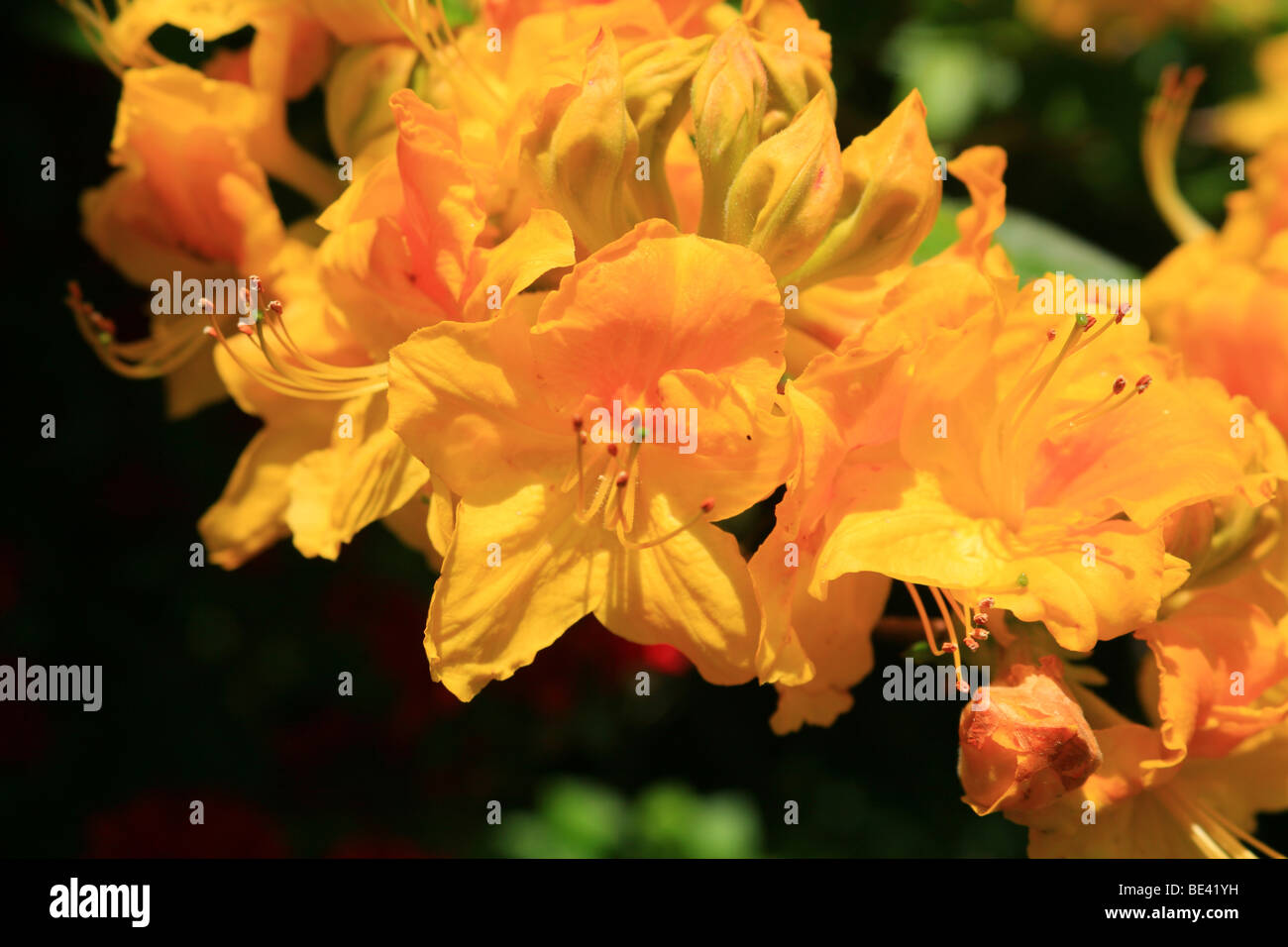 Yellow Rhododendron flower Stock Photo - Alamy