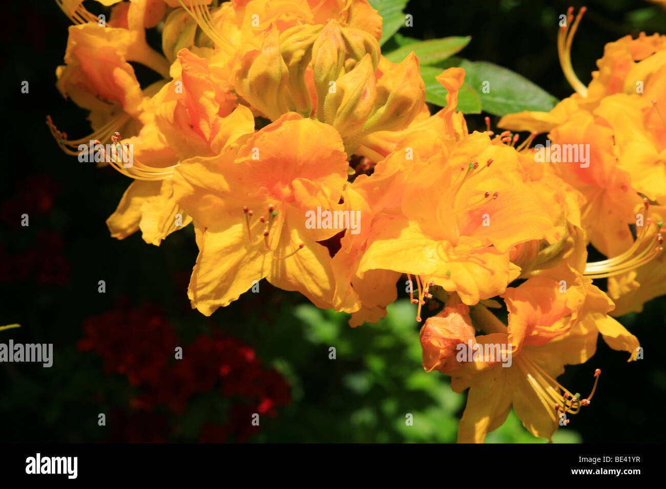 Yellow Rhododendron flower Stock Photo - Alamy