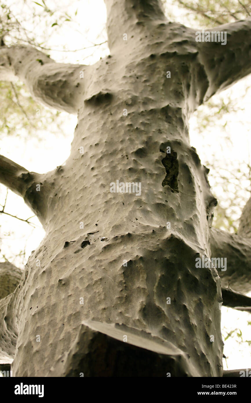 Spindle Ermine Yponomeuta cagnagella moth tree covered web by ...