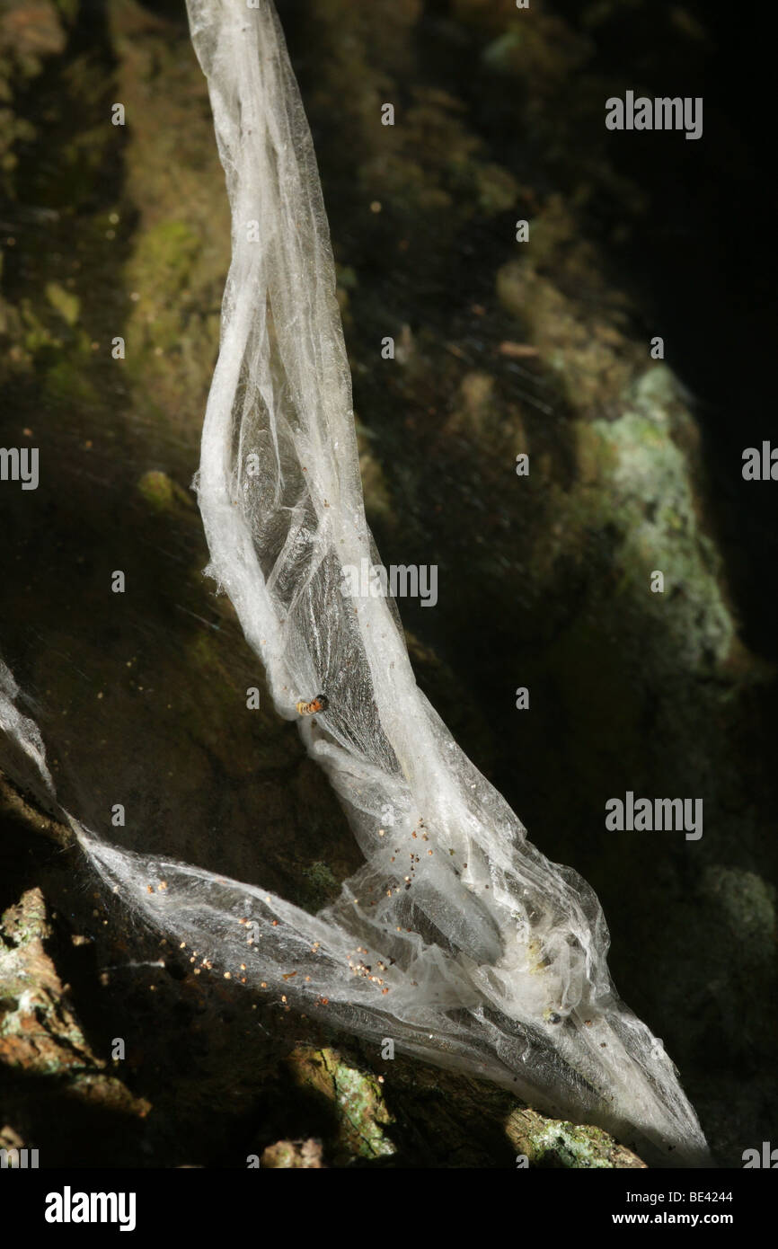 Spindle Ermine Yponomeuta cagnagella moth tree covered web by ...