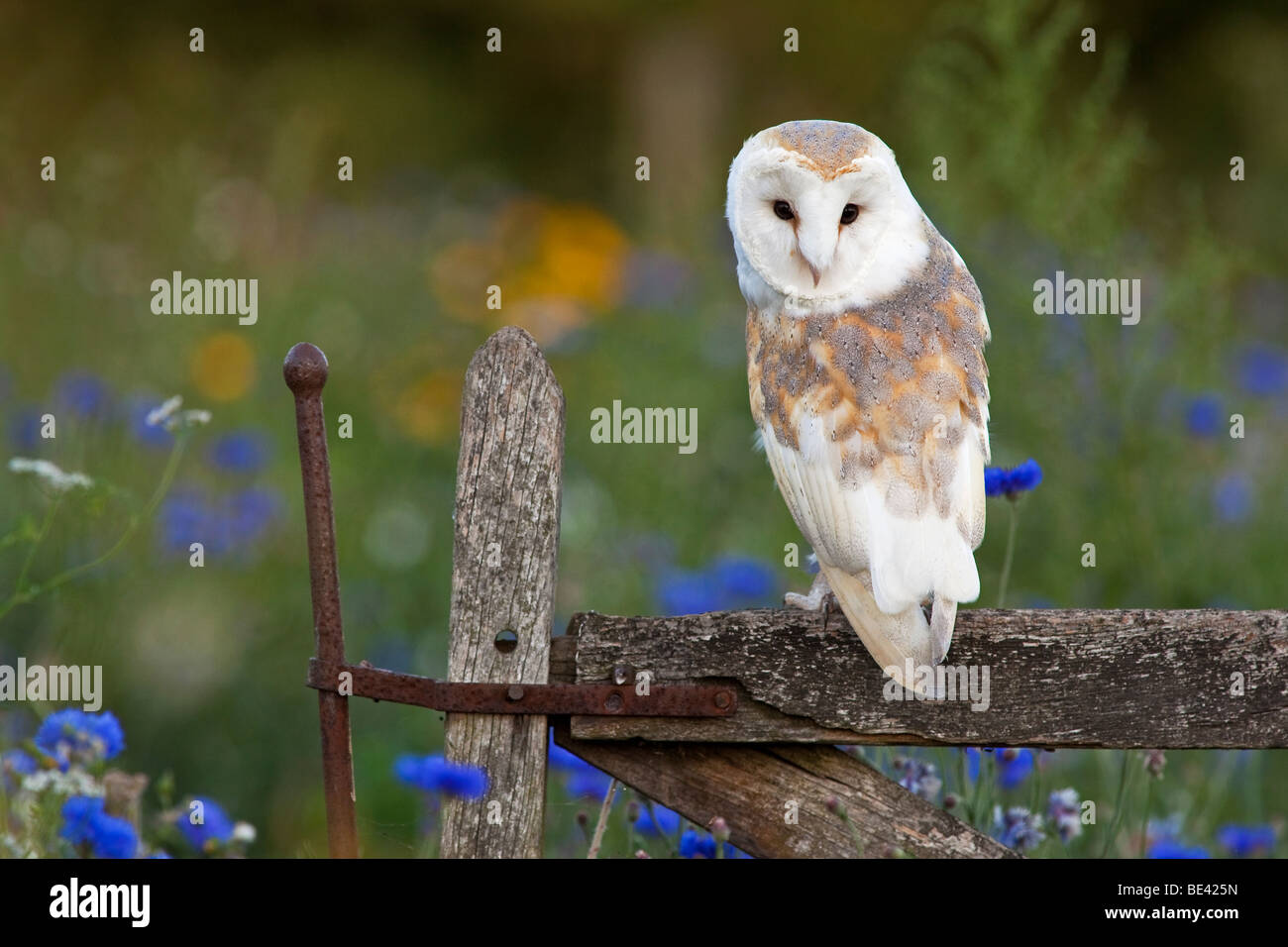 Barn owl hi-res stock photography and images - Alamy