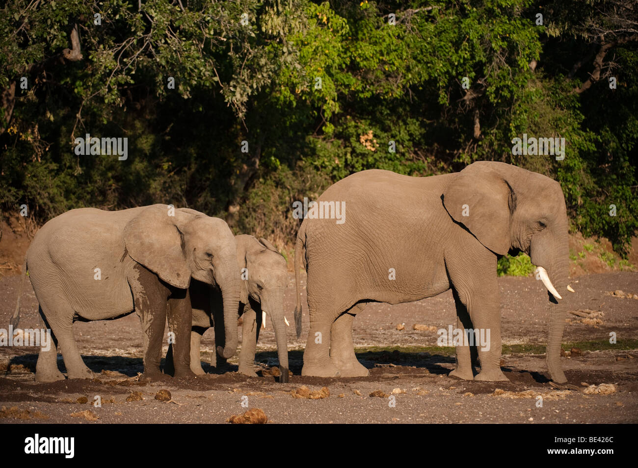 African elephant ( Loxodonta africana africana), Tuli Block, Botswana ...