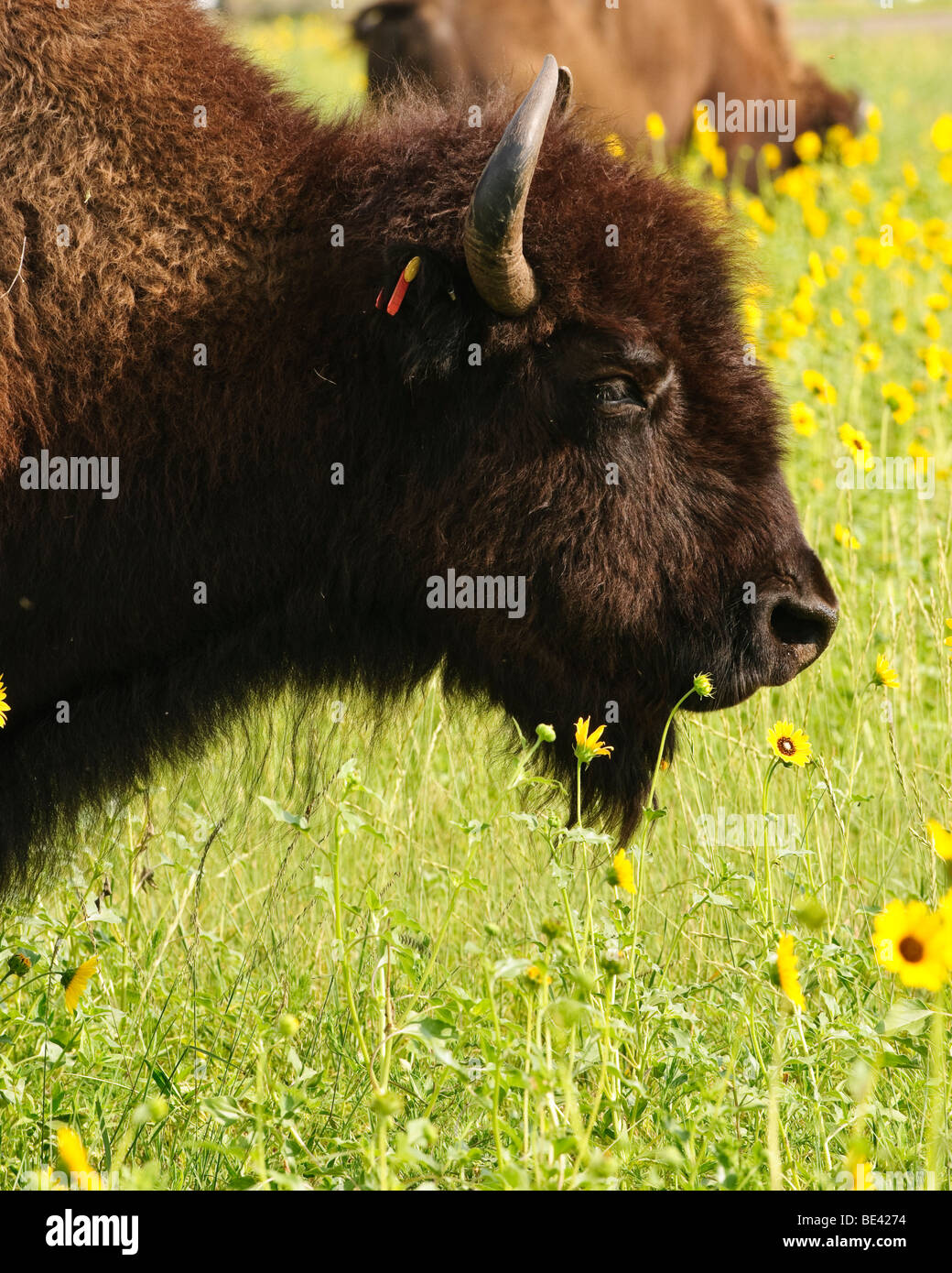 Bison kansas hi-res stock photography and images - Alamy