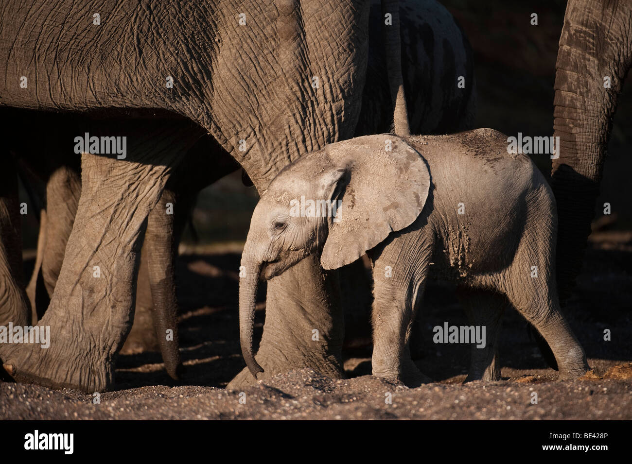 Baby African elephant ( Loxodonta africana africana), Tuli Block ...