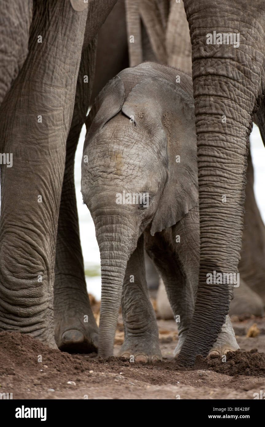 African elephant with young ( Loxodonta africana africana), Tuli Block ...
