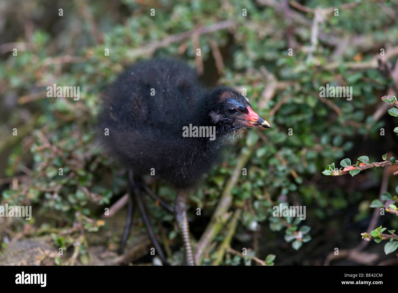 Baby moorhen hi-res stock photography and images - Alamy