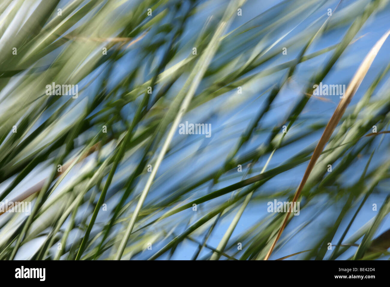 Plant with long stalk and leaves hi-res stock photography and images ...