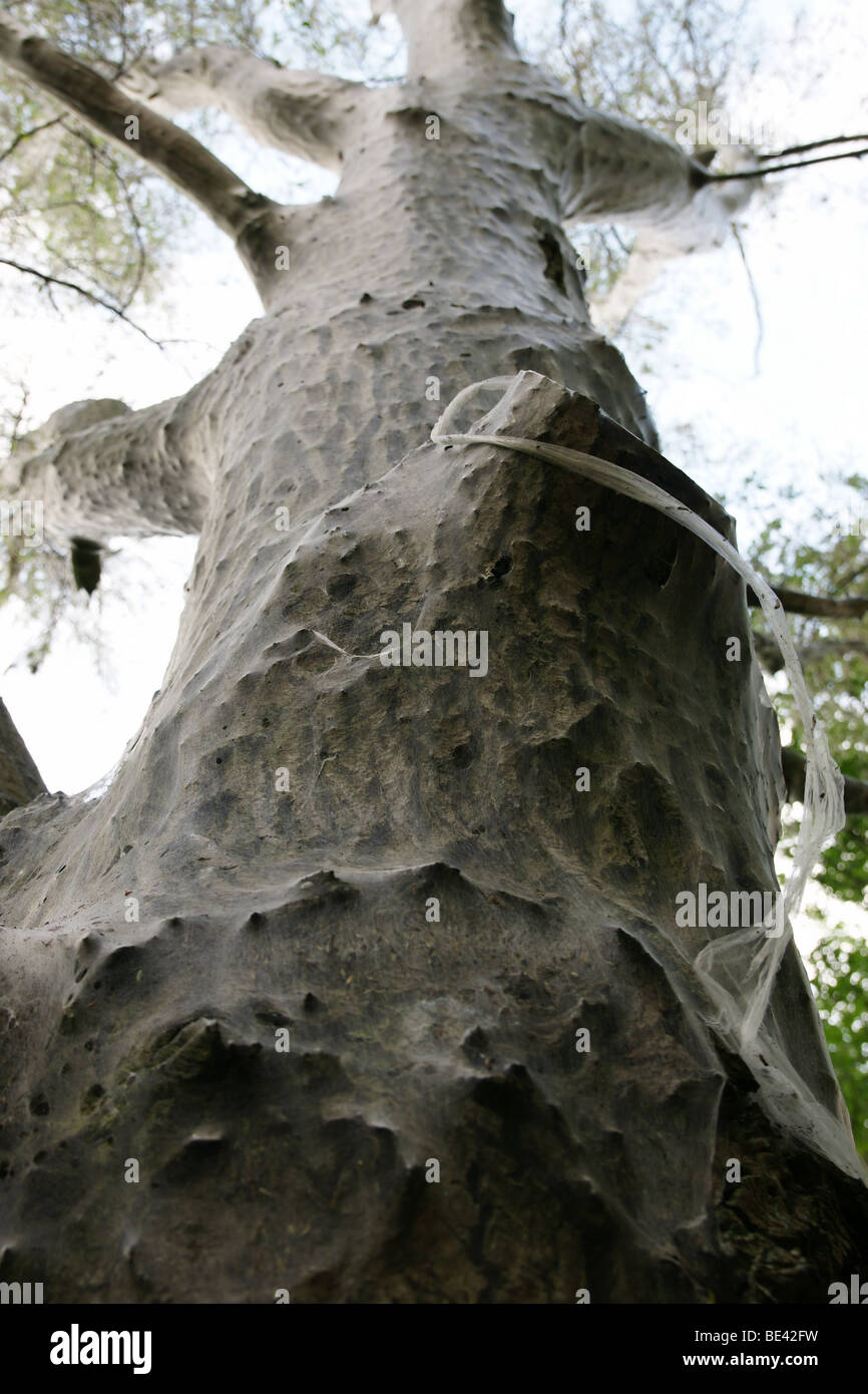 Tree protection caterpillar hi-res stock photography and images - Alamy