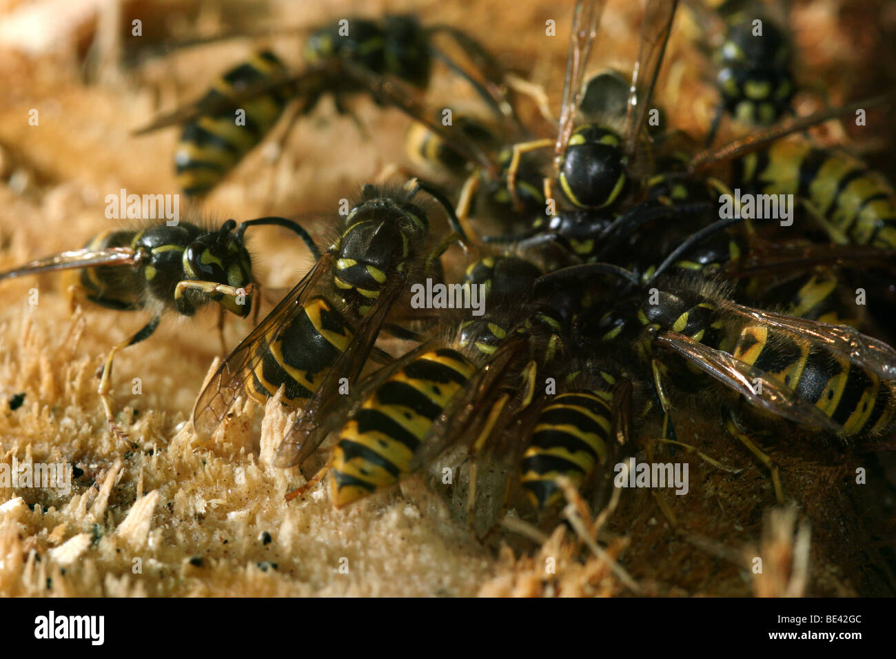 Wasps insects close up drinking plant sap of cut wood tree stub Stock ...
