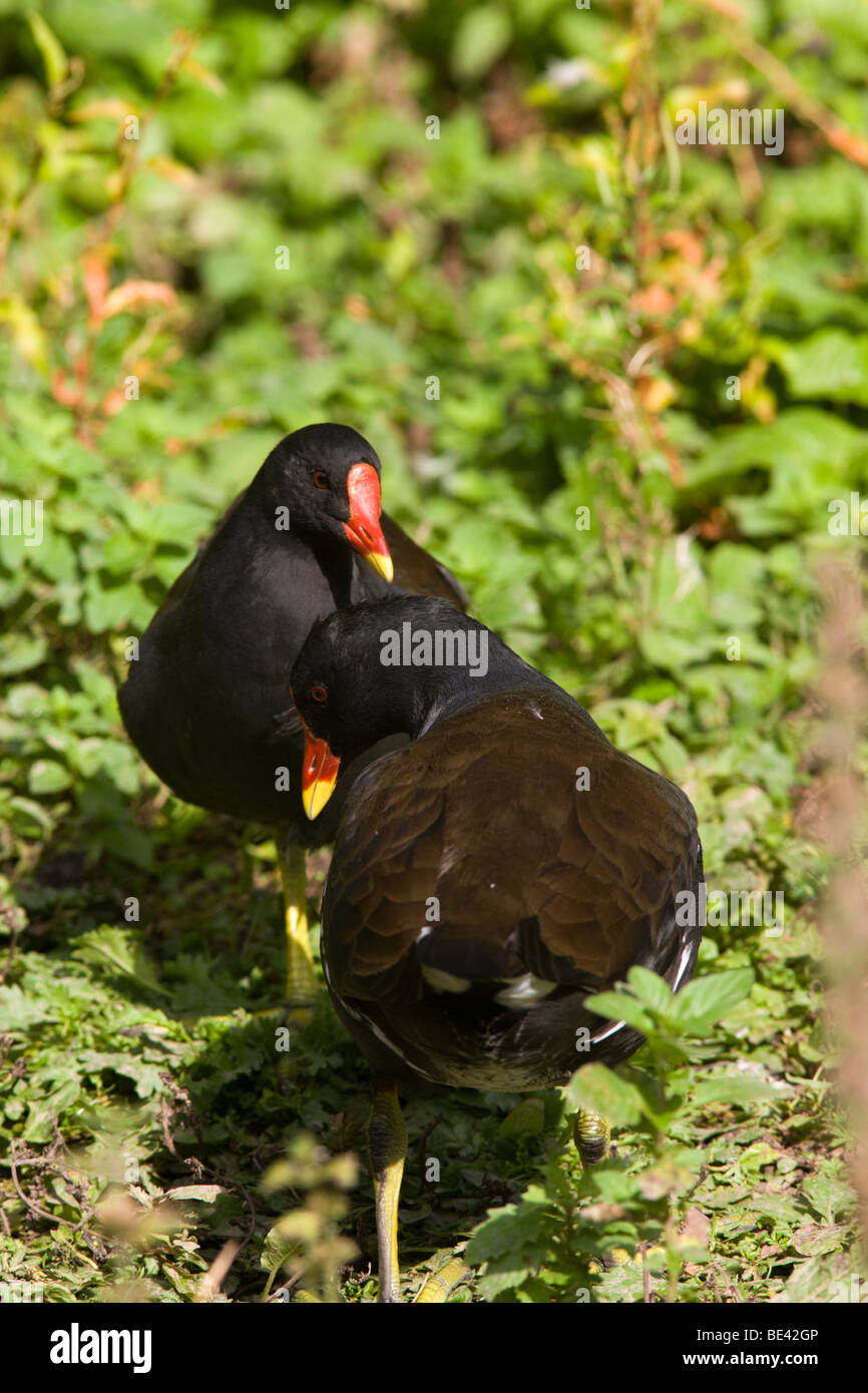 Moorhen pair hi-res stock photography and images - Alamy