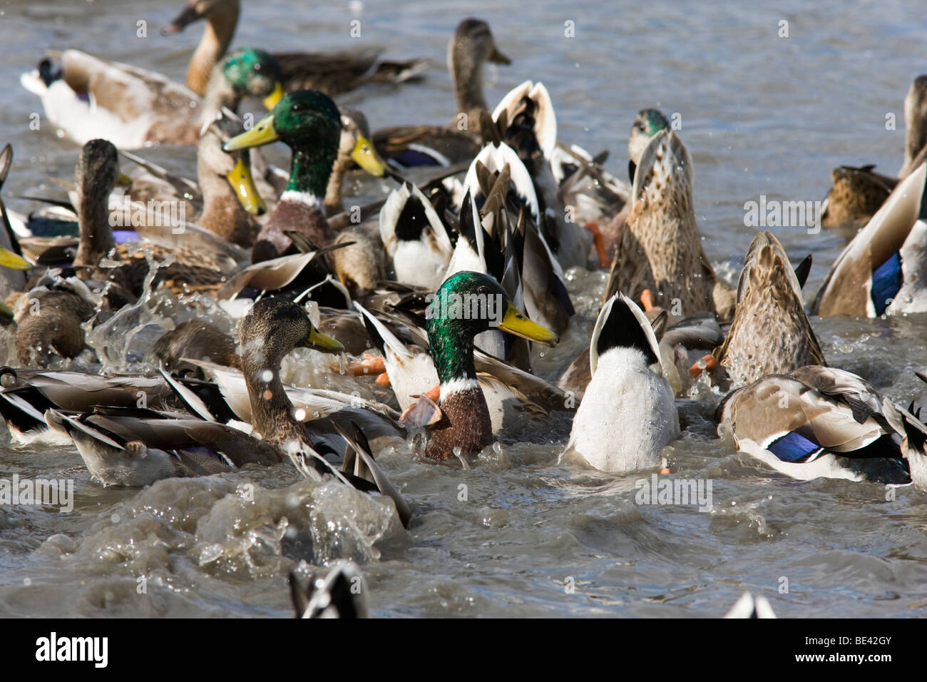 Mallard feeding frenzy Stock Photo - Alamy