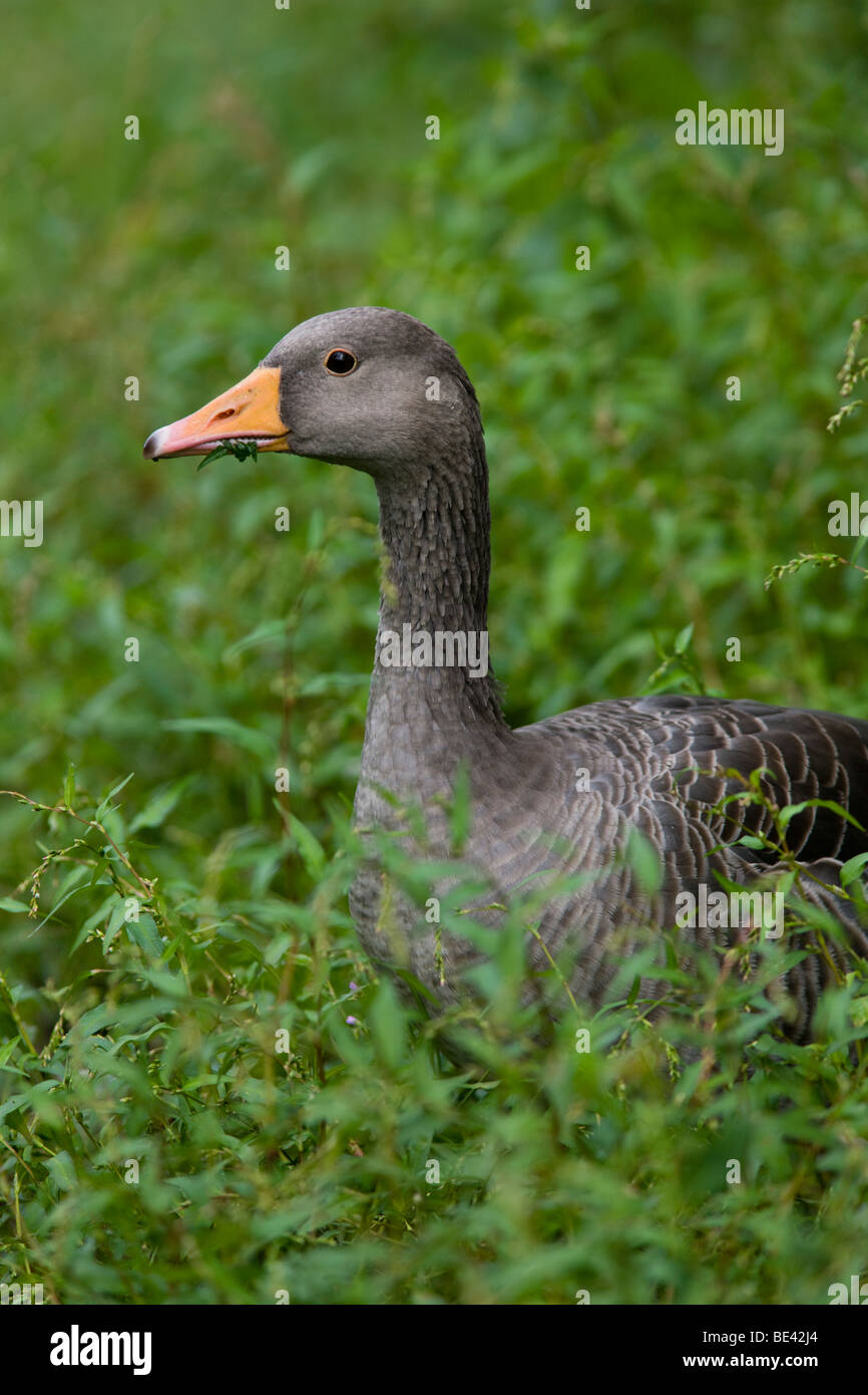 Hiding goose hi-res stock photography and images - Alamy