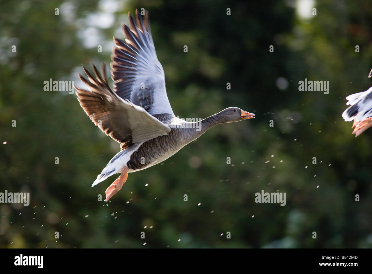 Greylag Goose taking off and in flight Stock Photo - Alamy