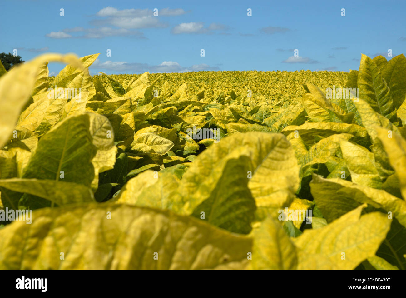 Burley tobacco plants ready for harvest in Kentucky, USA Stock Photo ...