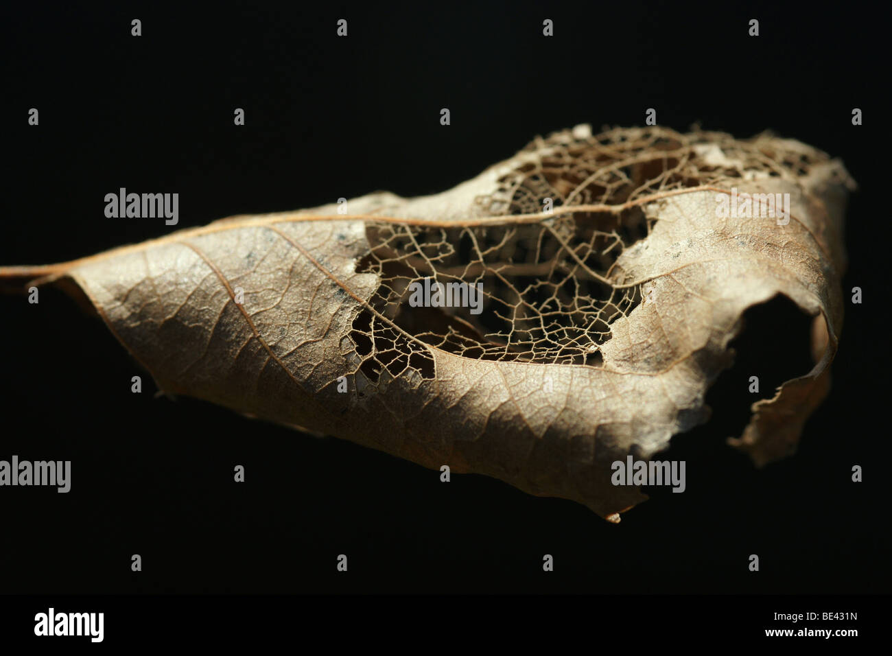 Curled leaf hi-res stock photography and images - Alamy