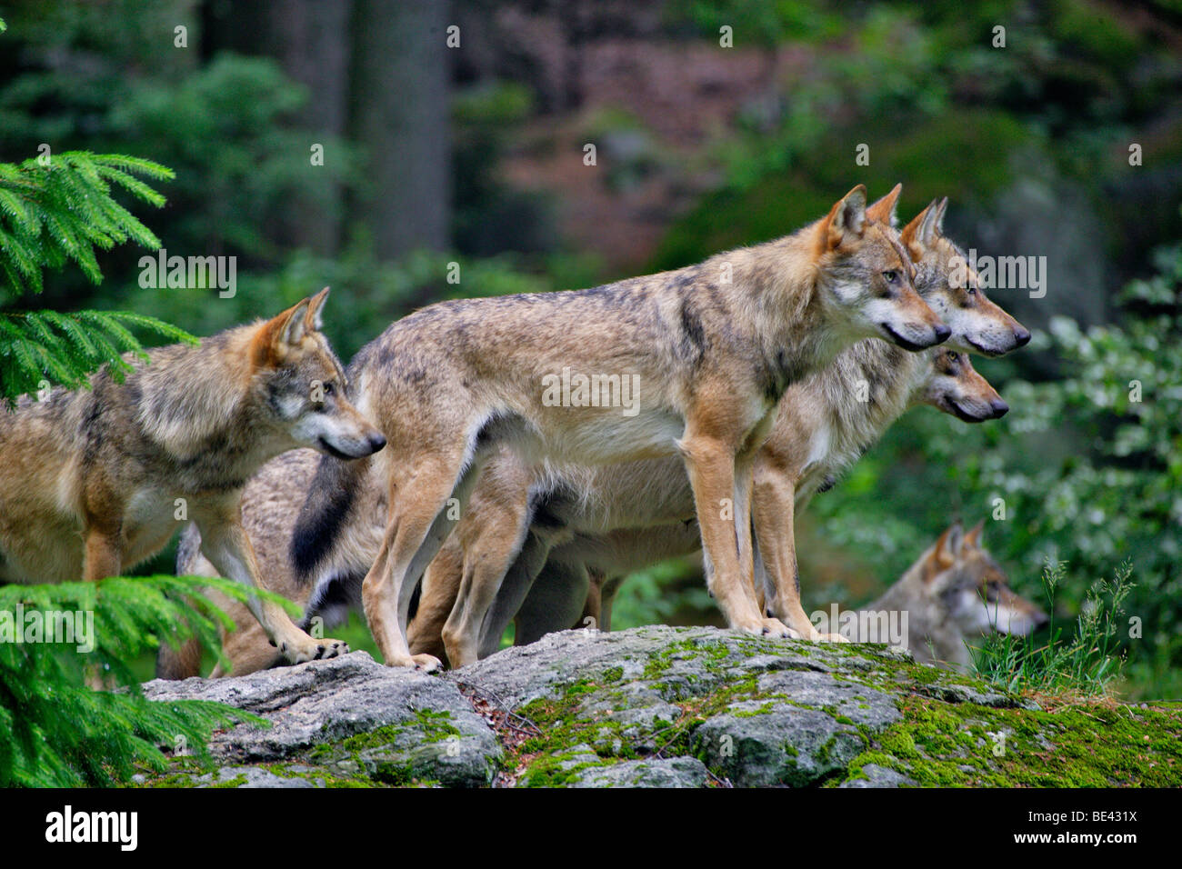 Germany, Bavaria, Bavarian Forest National Park, wolf pack, Canis lupus ...