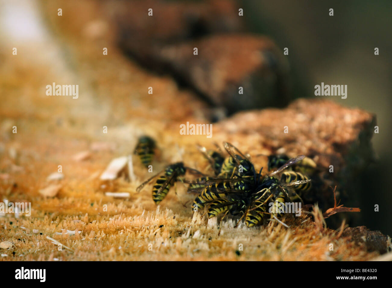 Wasps insects close up drinking plant sap of cut wood tree stub Stock ...