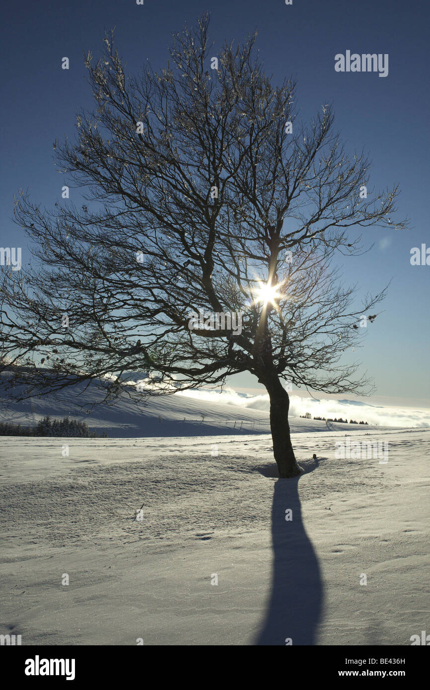 Beech tree silhouette hi-res stock photography and images - Alamy
