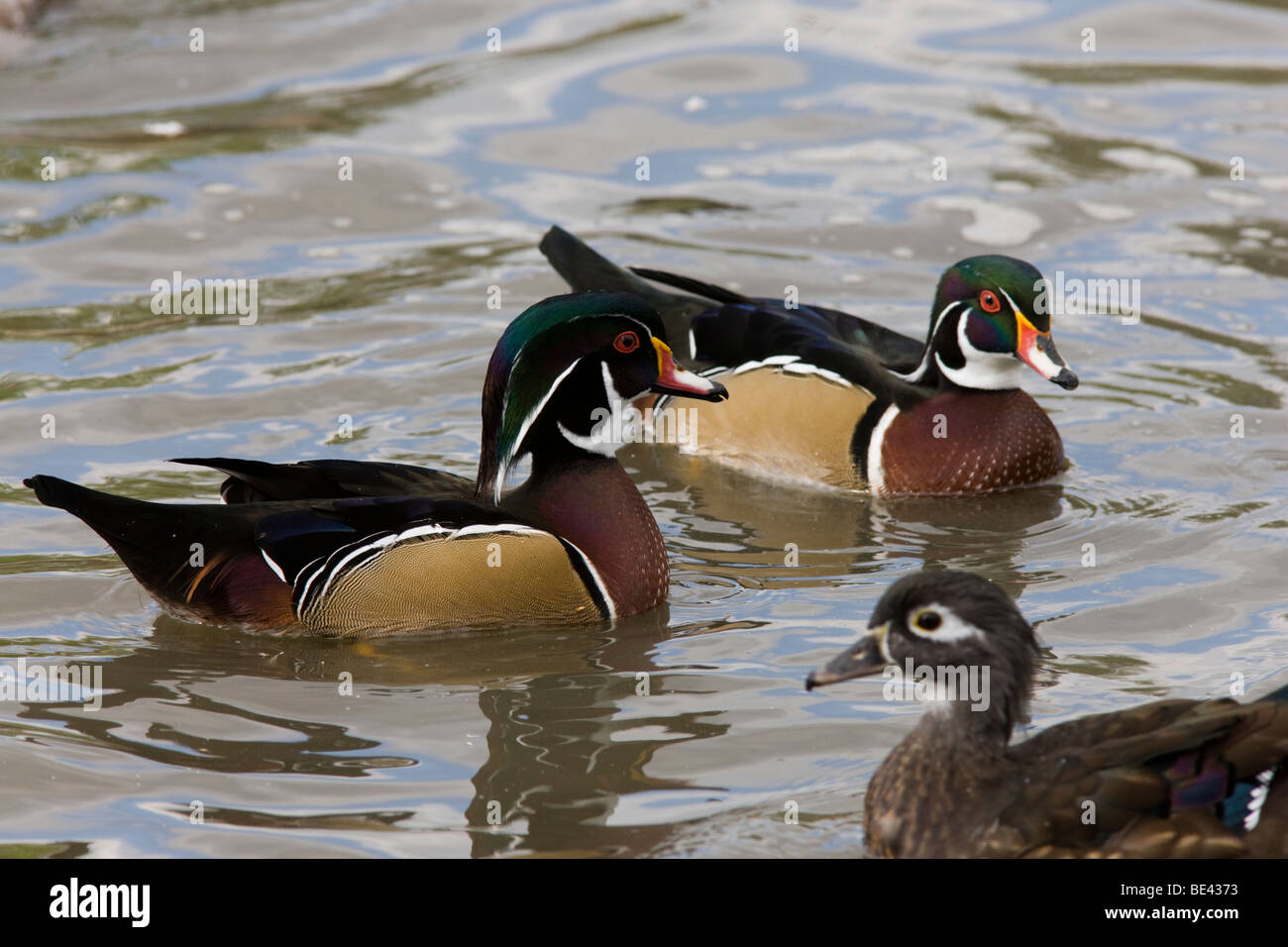 Trio of Carolina wood ducks, two males and one female Stock Photo - Alamy