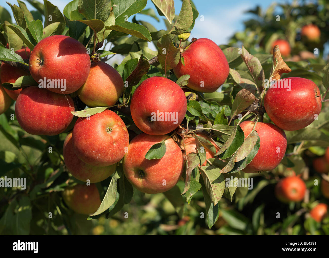 Altes land apfelernte hi-res stock photography and images - Alamy