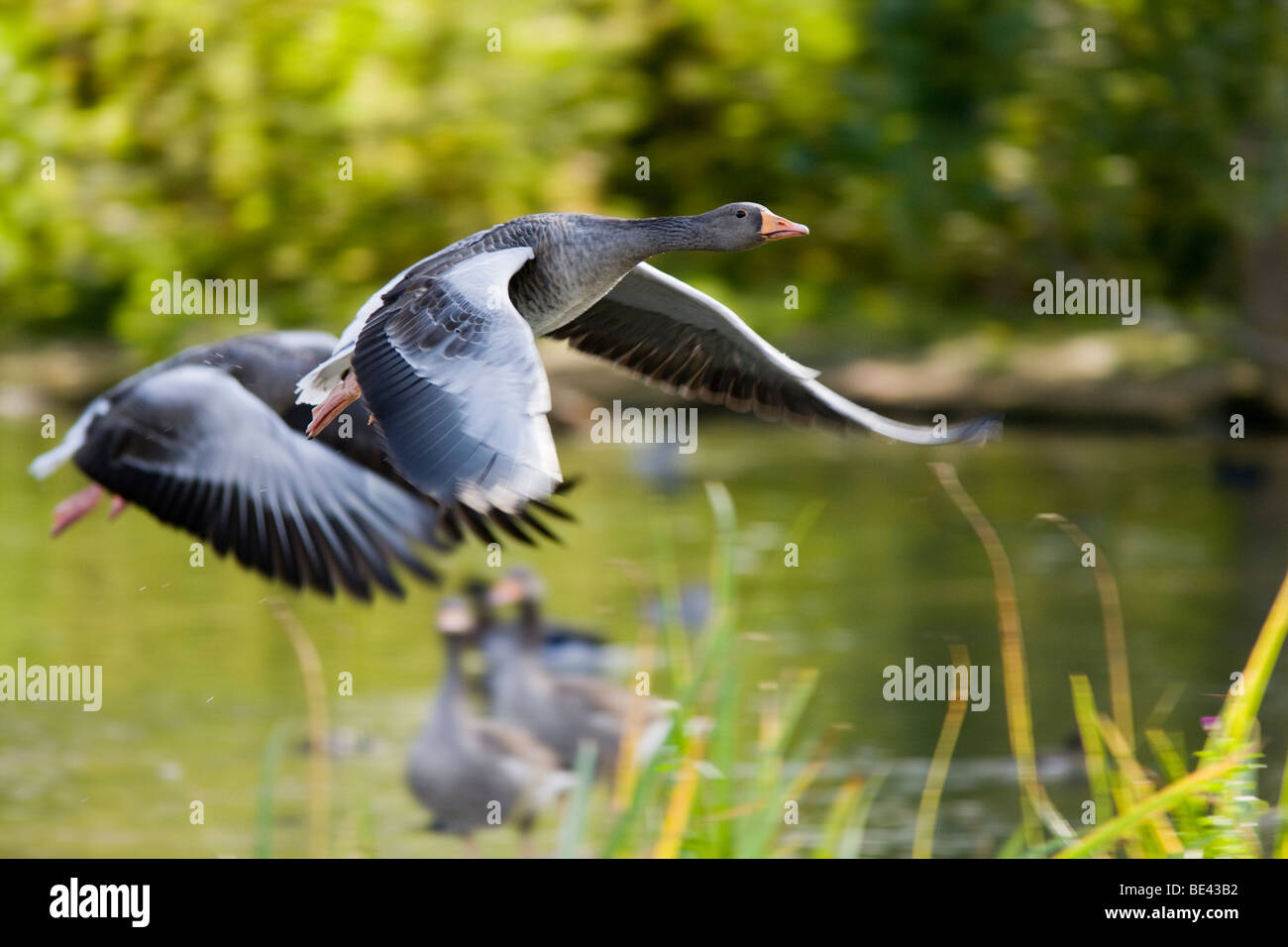 Greylag Goose taking off and in flight Stock Photo - Alamy