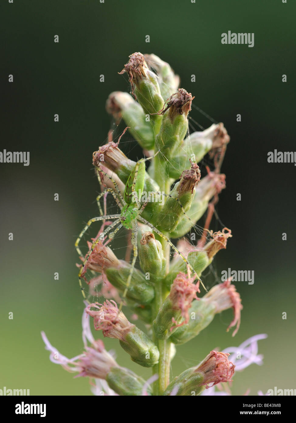 Star spider hi-res stock photography and images - Alamy