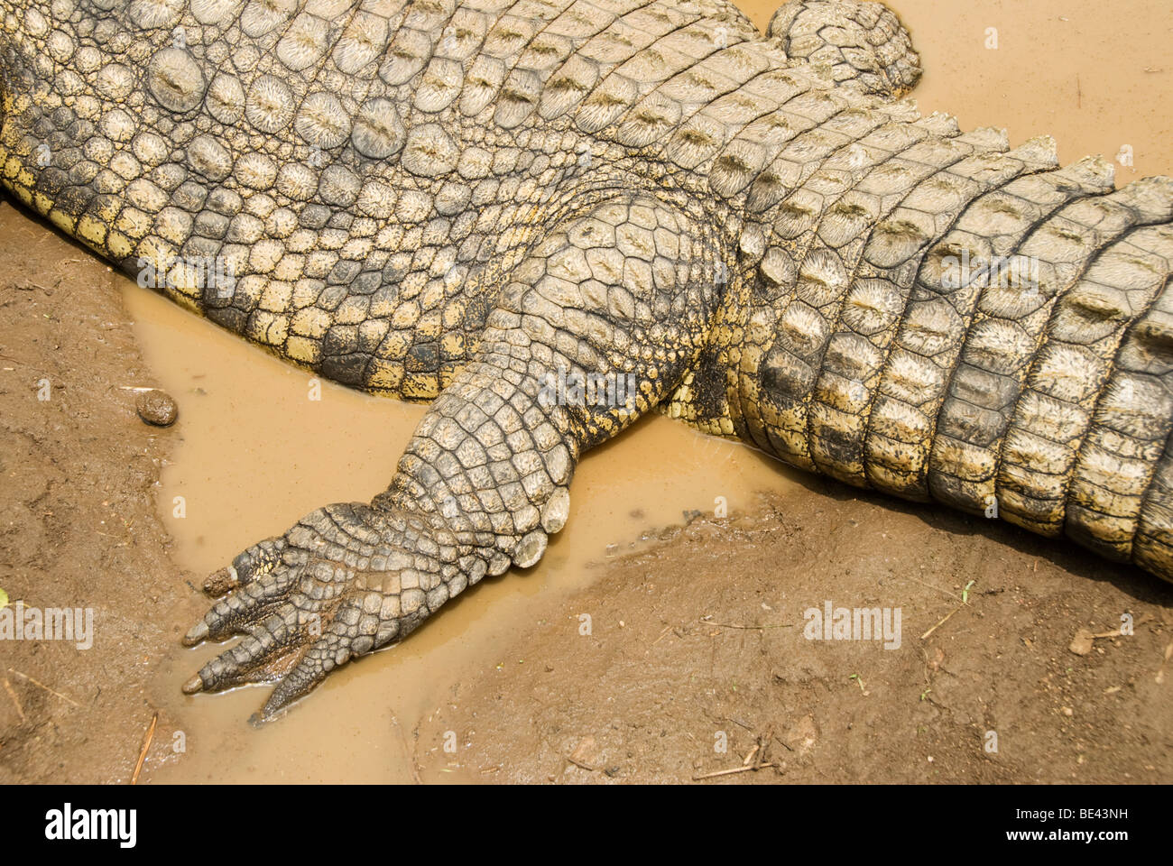 Foot of a crocodile sunning itself on a river bank Stock Photo - Alamy