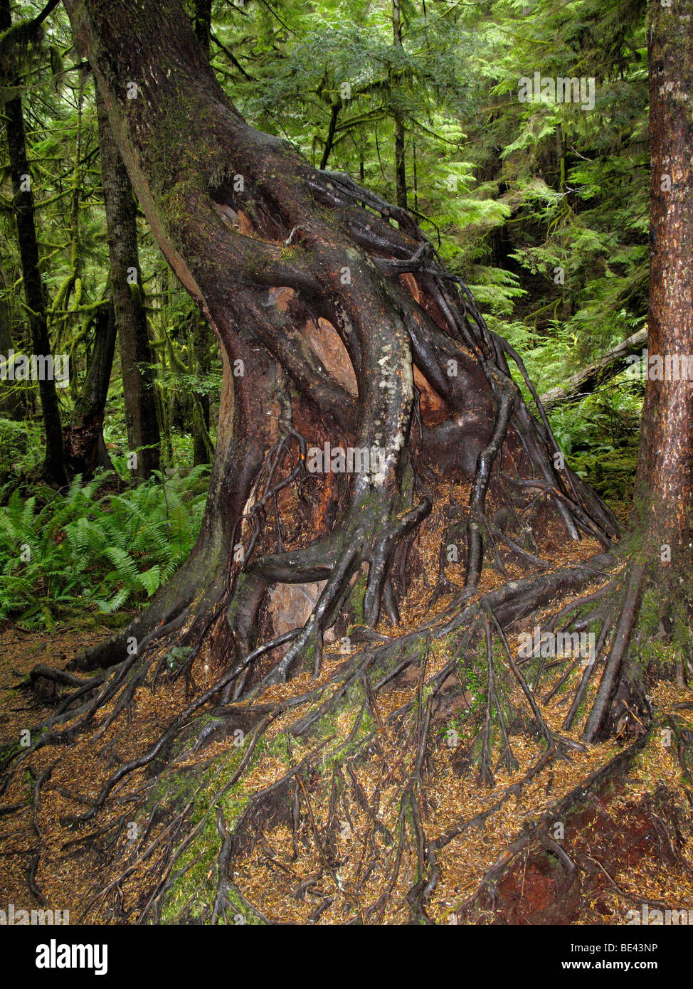 Rainforest with tree ferns hi-res stock photography and images - Alamy