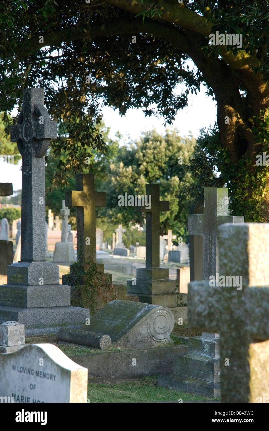 Tree in cemetery hi-res stock photography and images - Alamy