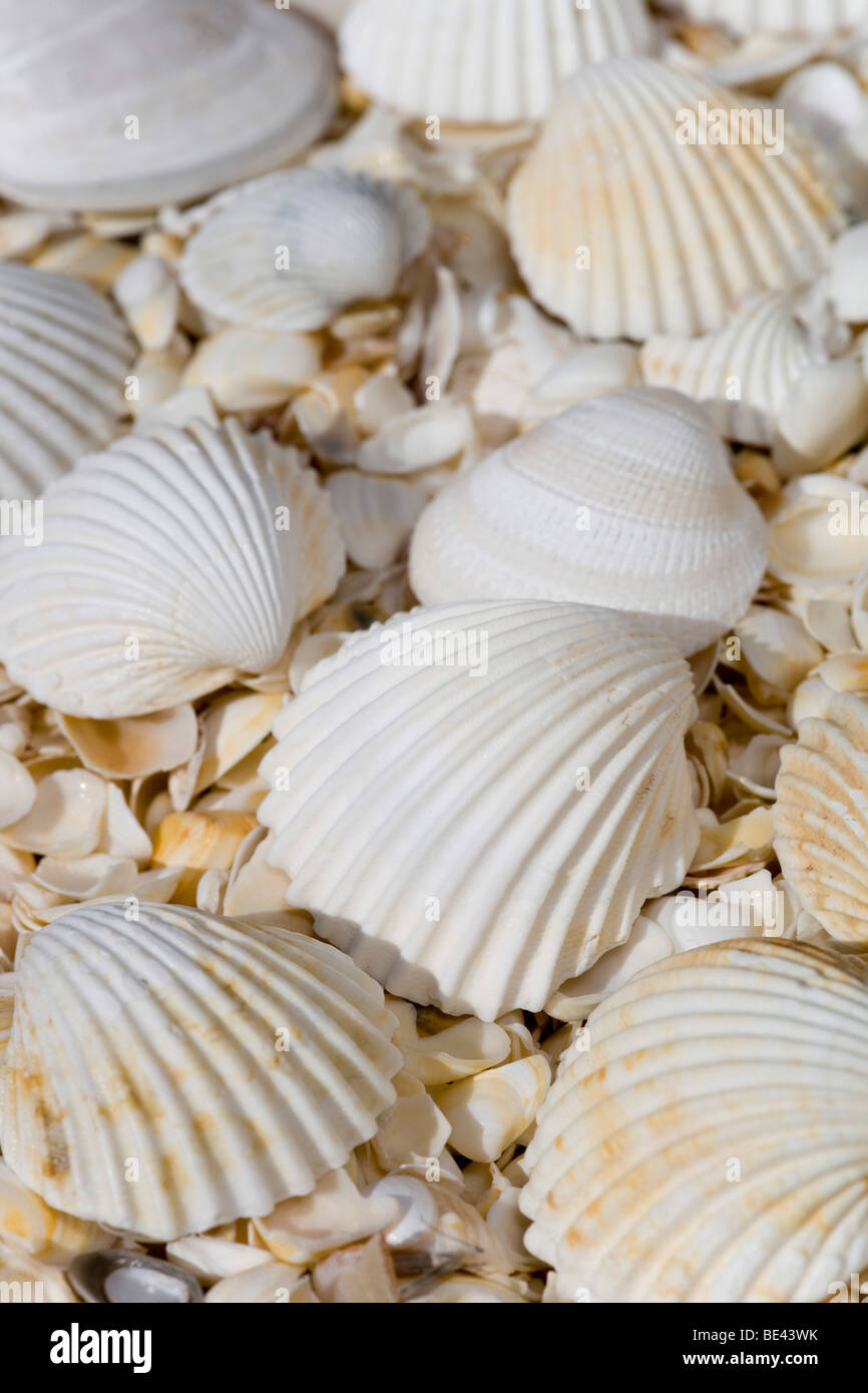 Shells on the beach of Peniscola, Costa Azahar, Spain, Europe Stock ...