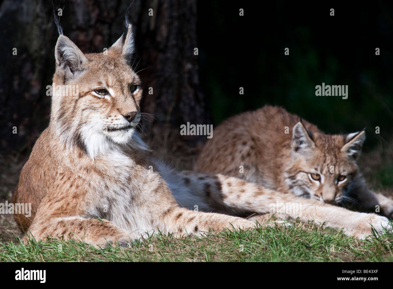 Lynx (Lynx lynx Stock Photo - Alamy